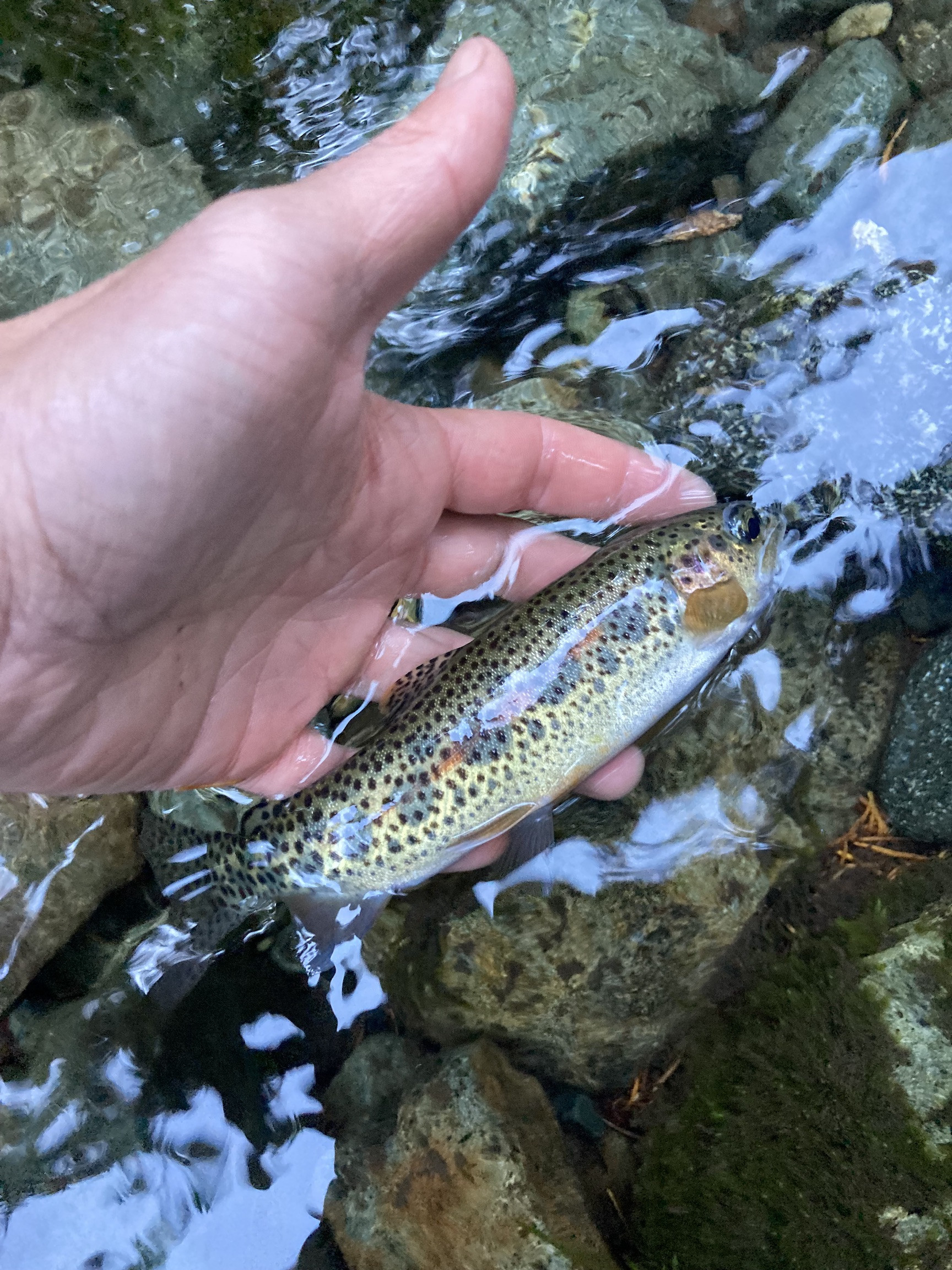 StEELhead Discoveries Series - Part 6 | Native Fish Society